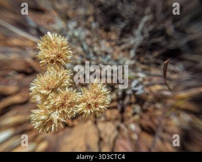 A macela plant growing in the dried ground of the La Candelaria desert ...