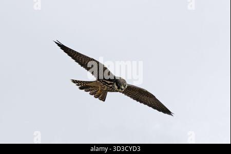The Hobby falcon in fly Stock Photo - Alamy