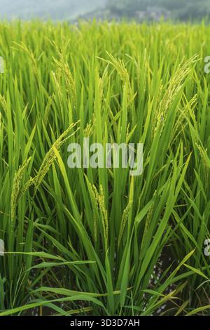 Rice growing slowly on the Longji rice terraces, northeast of China's ...
