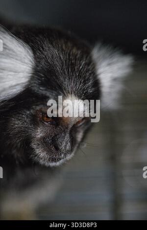 marmoset with fluffy white ears and dark fur is captured in a close up ...