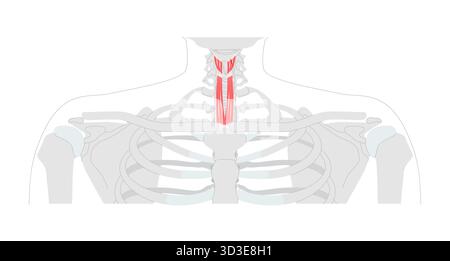 Neck muscle chart, infrahyoid sternohyoid, sternothyroid, thyrohyoid ...