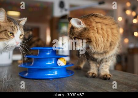 A little kitten plays with an interactive handmade toy. Cardboard box ...