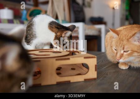 A little kitten plays with an interactive handmade toy. Cardboard box ...