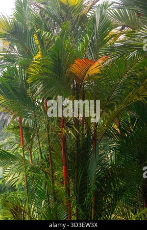 The Singapore Botanic Gardens is a 164-year-old tropical garden located ...