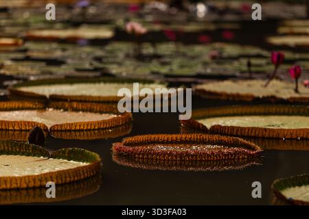 Lotus leaf floating on water, green Lotus leaf in a pond Stock Photo ...