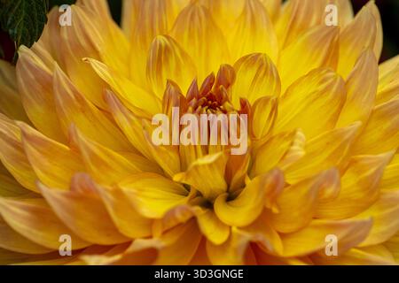 Dahlia flower orange with yellow edges in garden. flower background ...