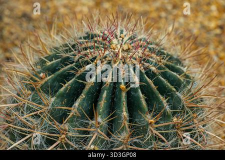 Dense of Ferocactus or Barrel Cactus cacti spiky ribbed barrel ...