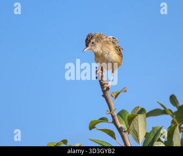 A streaked fantail warbler bird on the ground alongside a pond in ...