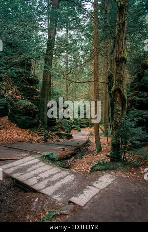 Trail with stone stairs on a slope in a forest in autumn Stock Photo ...