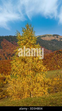 Autumn morning Carpathian Mountains calm picturesque scene, Ukraine ...
