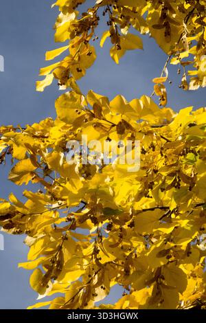 Tilia branch with yellow leaves in autumn, in the light of sunset. Dry ...