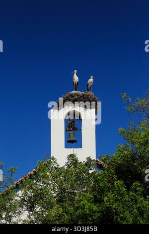 Pair of storks in a nest on a steel pole photographed in the evening ...