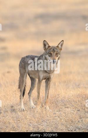 Indian Grey Wolf in dry grasslands of Bhigwan, Maharashtra, India Stock ...