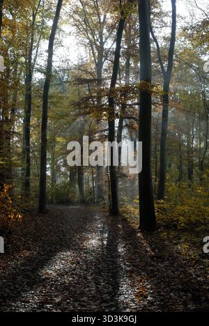 Long shadows in an autumnal forest scene Stock Photo - Alamy