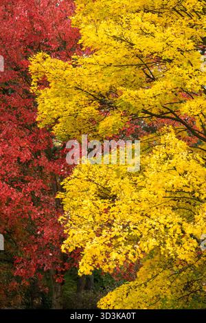 yellowing foliage on maples in autumn weather, maple tree during the ...