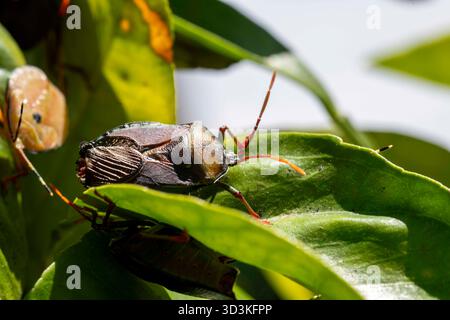 Nov 7, 2025; South Orange, New Jersey, USA; Seton Hall guard Trey ...