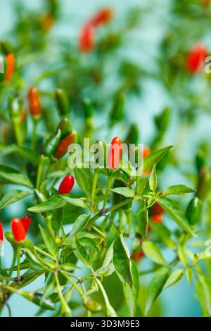 Close-up of various peppers growing on plants in vegetable garden Stock ...
