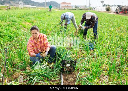 Multiethnic team of farmers picking spring garlic Stock Photo - Alamy