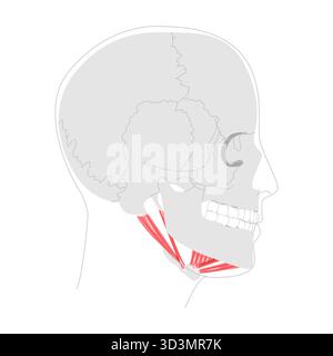 Suprahyoid muscles anatomy diagram, labeled stylohyoid, digastric ...