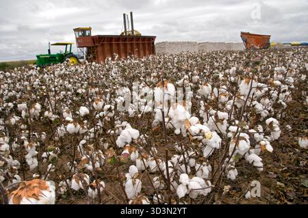 Harvesting the cotton fields. Chihuahua, Mexico Stock Photo - Alamy