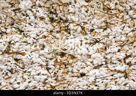 Harvesting the cotton fields. Chihuahua, Mexico Stock Photo - Alamy
