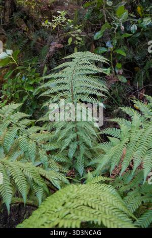 Mamaku (Cyathea medullaris), the tallest tree fern of New Zealand ...