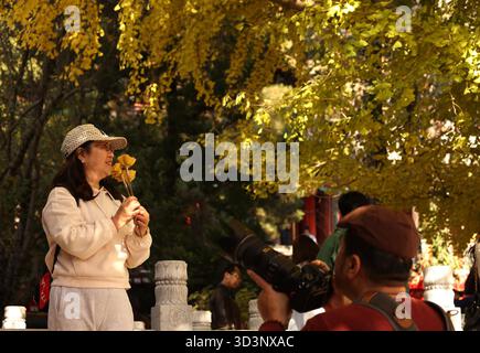 Ginkgo trees enter the best viewing time in Yangzhou City, east China's ...