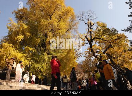 Ginkgo trees enter the best viewing time in Yangzhou City, east China's ...