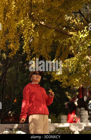 Ginkgo trees enter the best viewing time in Yangzhou City, east China's ...