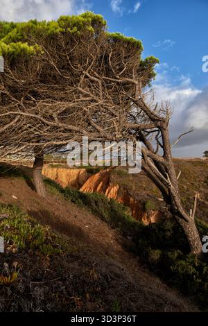 Scenic coastal landscape with a pine tree growing on a rocky shoreline ...