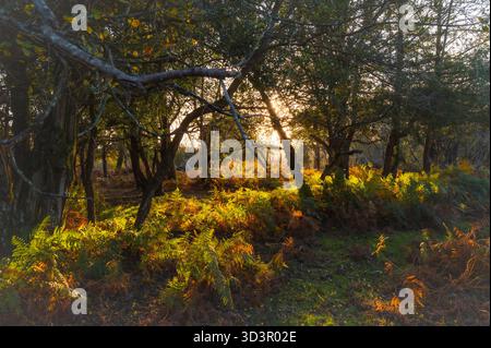 Bracken/ferns, New Forest, Hampshire Stock Photo - Alamy