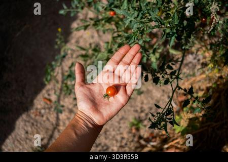 A hand holds a red tomato picked from the garden. Green plants surround ...