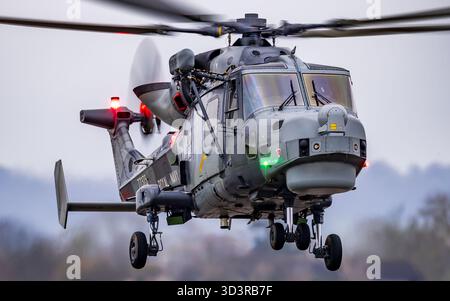 Wildcat / Merlin Stock Photo - Alamy