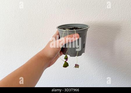 House plant has withered due to lack of water, yellow dry leaves ...