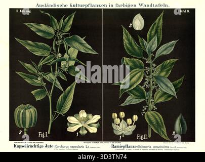 Useful plants, cultivated plants, capsule-fruited jute, Corchorus ...