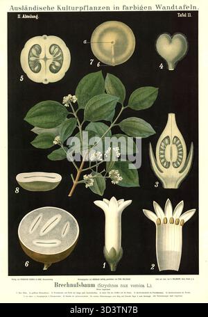 Strychnine Tree (Strychnos nux-vomica Stock Photo - Alamy