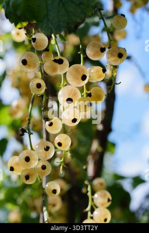 Clusters of ripe white currant with green leaves on a branch in the ...