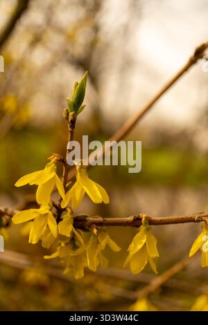 Beautiful colorful leafy plants growing in the flower meadow Stock ...