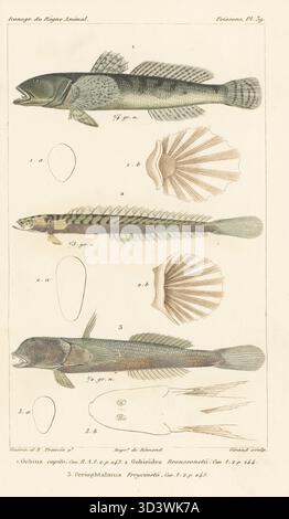 Rock goby, Gobius paganellus 1, violet goby, Gobioides broussonnetii ...