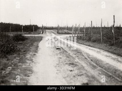 The overpopulation of wild boars in the Veluwe region led to the ...