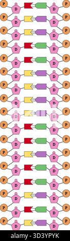 DNA Structure, Double Helix, Base Pairs, Vector, Illustration Stock ...