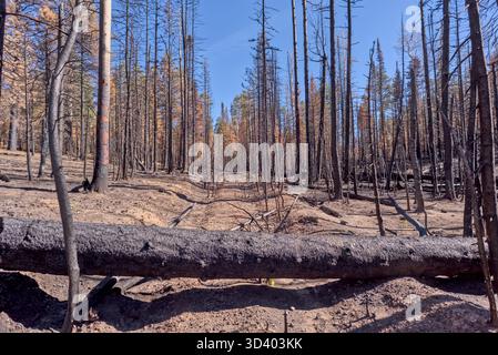 A devastated forest at Grand Canyon North Rim Arizona from the Dragon ...