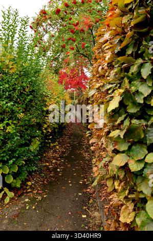 Narrow walkway covered by autumn leaves in a park on a gloomy day Stock ...