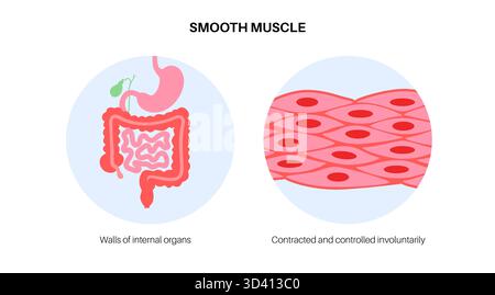 Illustration of smooth muscle tissue. This is a type of muscle tissue ...