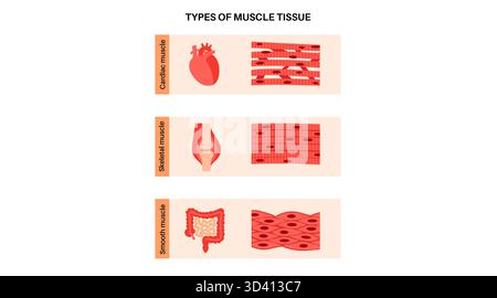 Illustration of human muscle tissue. There are three main types ...