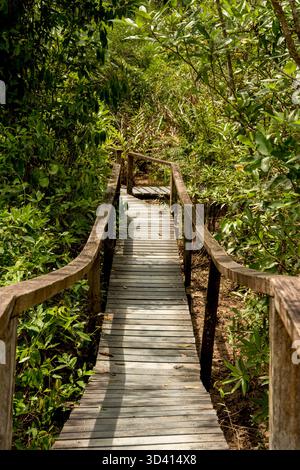A small wooden bridge in a dense green forest Stock Photo - Alamy
