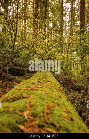 A vertical low angle shot of a mossy tree trunk Stock Photo - Alamy