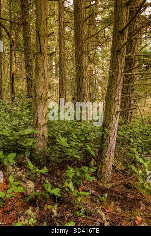 A vertical shot of the mossy forest trees in Sarajevo Stock Photo - Alamy