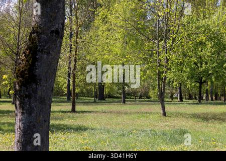 Scenic view of the different types of the greenery covering the old ...