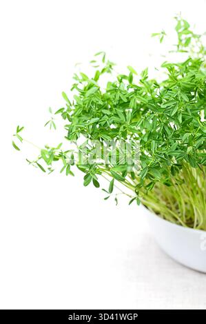 Fresh green shoots growing on tree branch in sunlight during spring ...